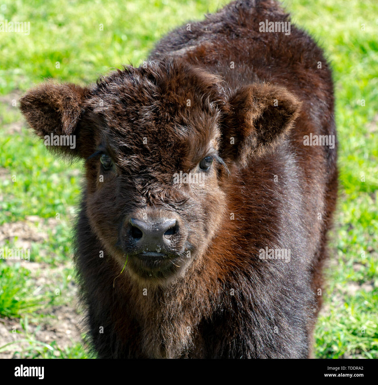 Small calf of black scottish cow on pasture with green grass close up ...