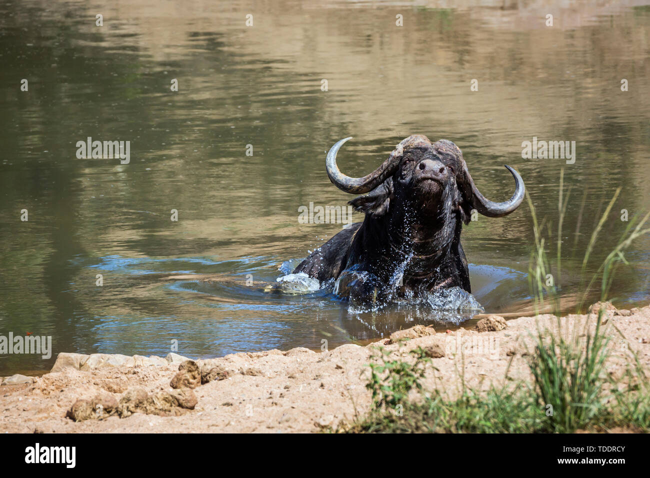 Water buffalo crocodile hi-res stock photography and images - Alamy