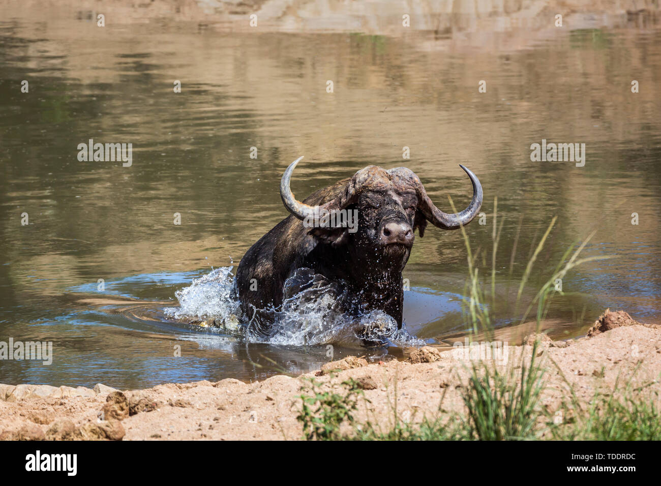 Crocodile water buffalo hi-res stock photography and images - Alamy