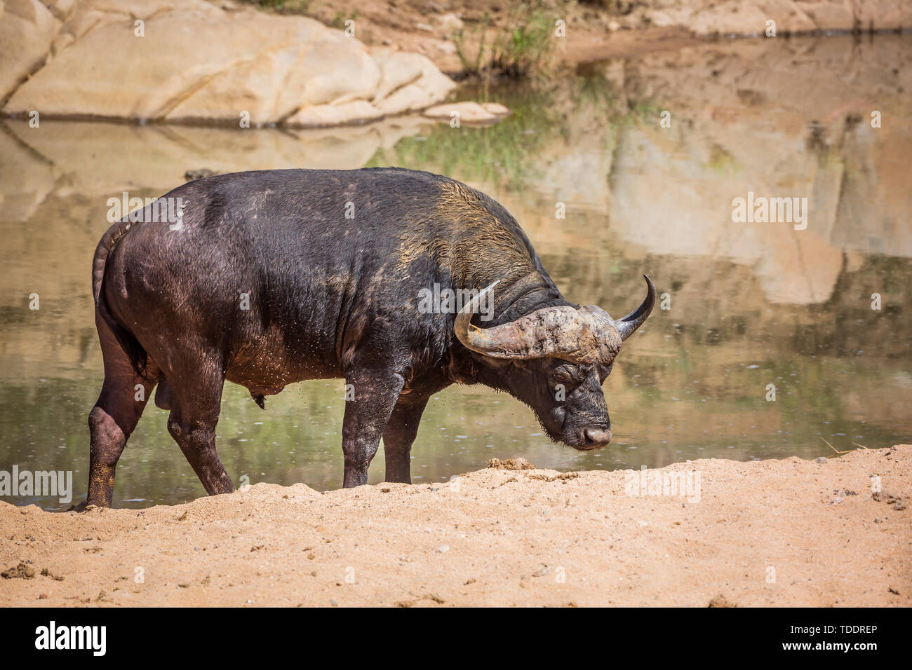 African buffalo ruminating on river bank in Kruger National park, South ...