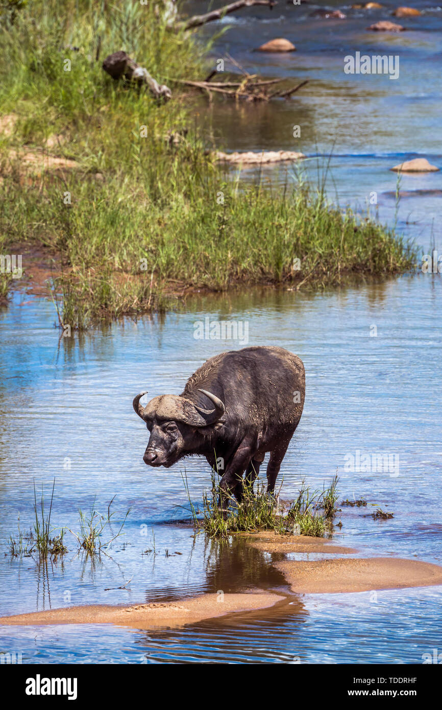 African buffalo bull crossing a river in Kruger National park, South ...
