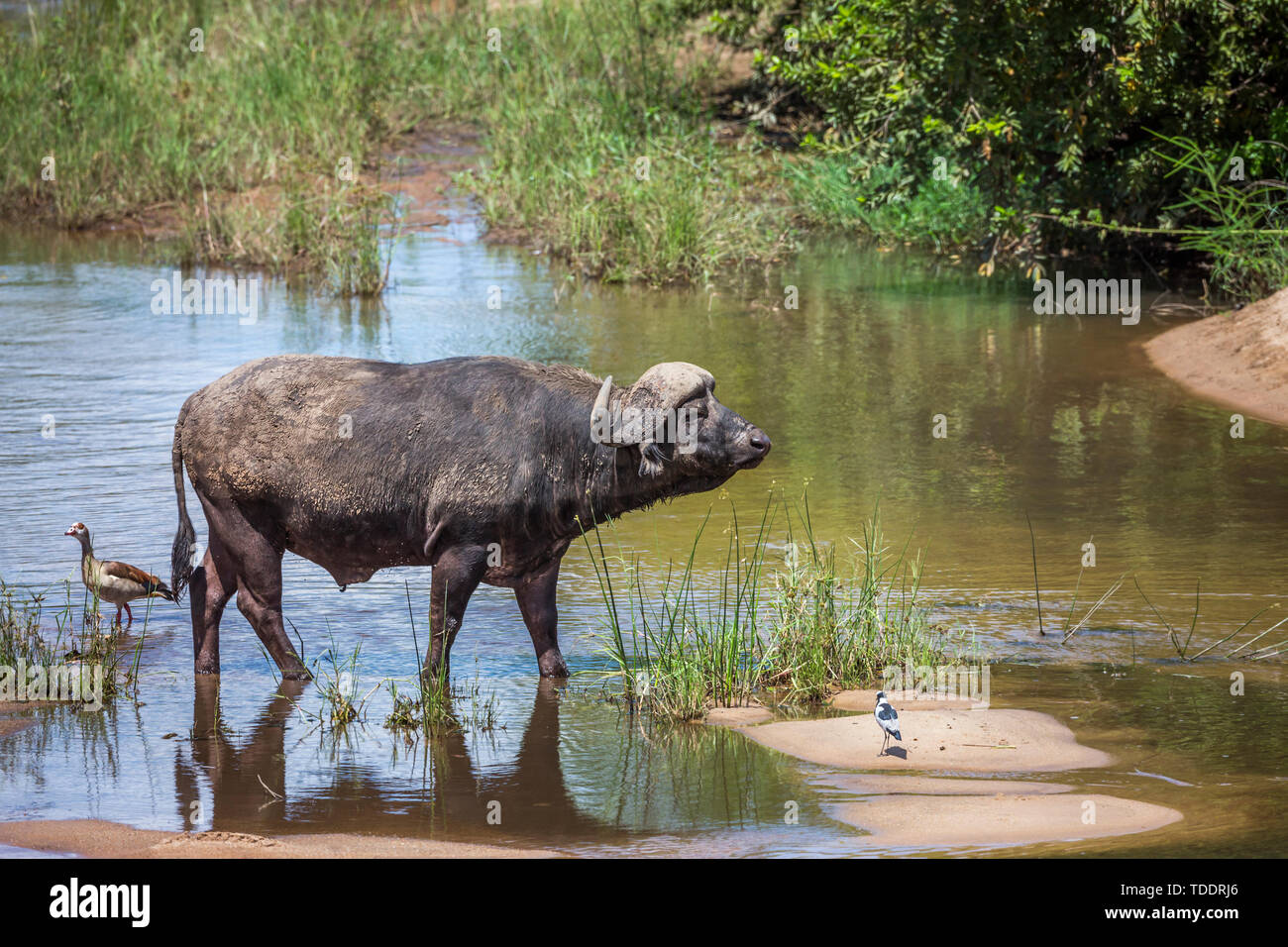 African buffalo bull crossing a river in Kruger National park, South ...