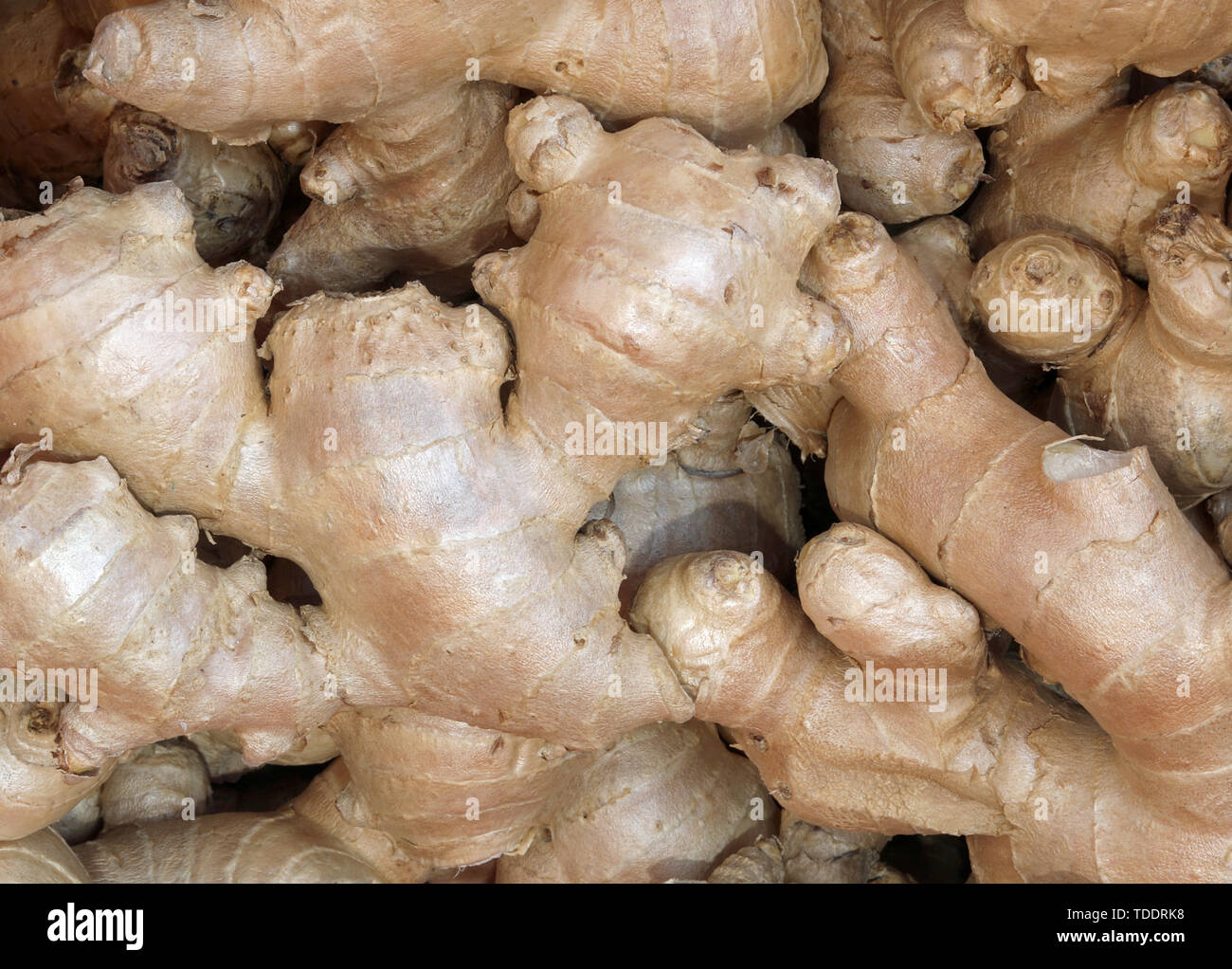 background of ginger roots grown in the Indian soil Stock Photo - Alamy