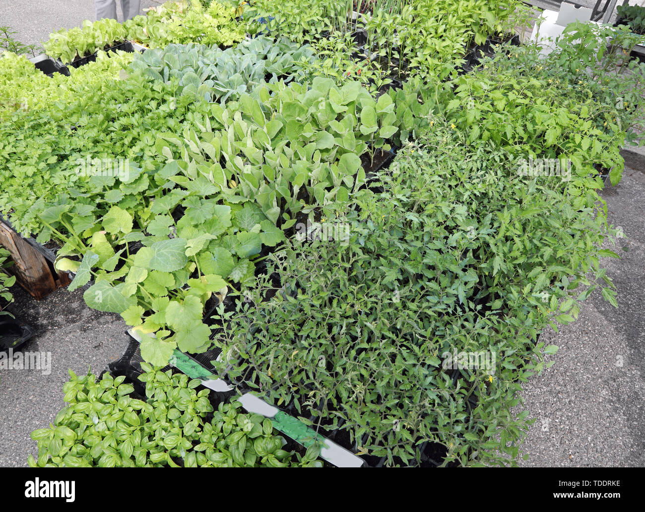 Marrow seedling ready to plant hi-res stock photography and images - Alamy