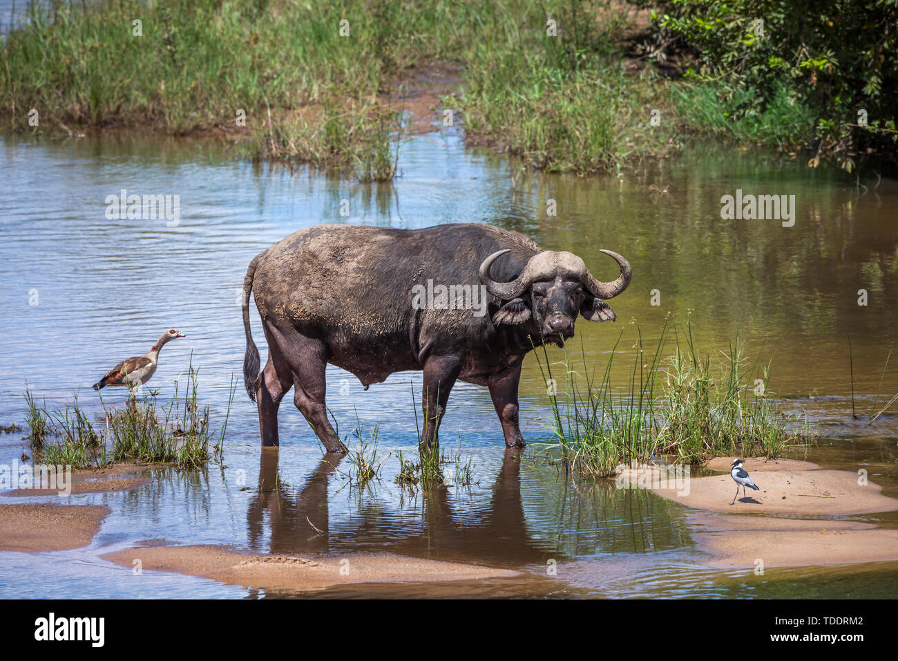 African bull bull bird hi-res stock photography and images - Alamy