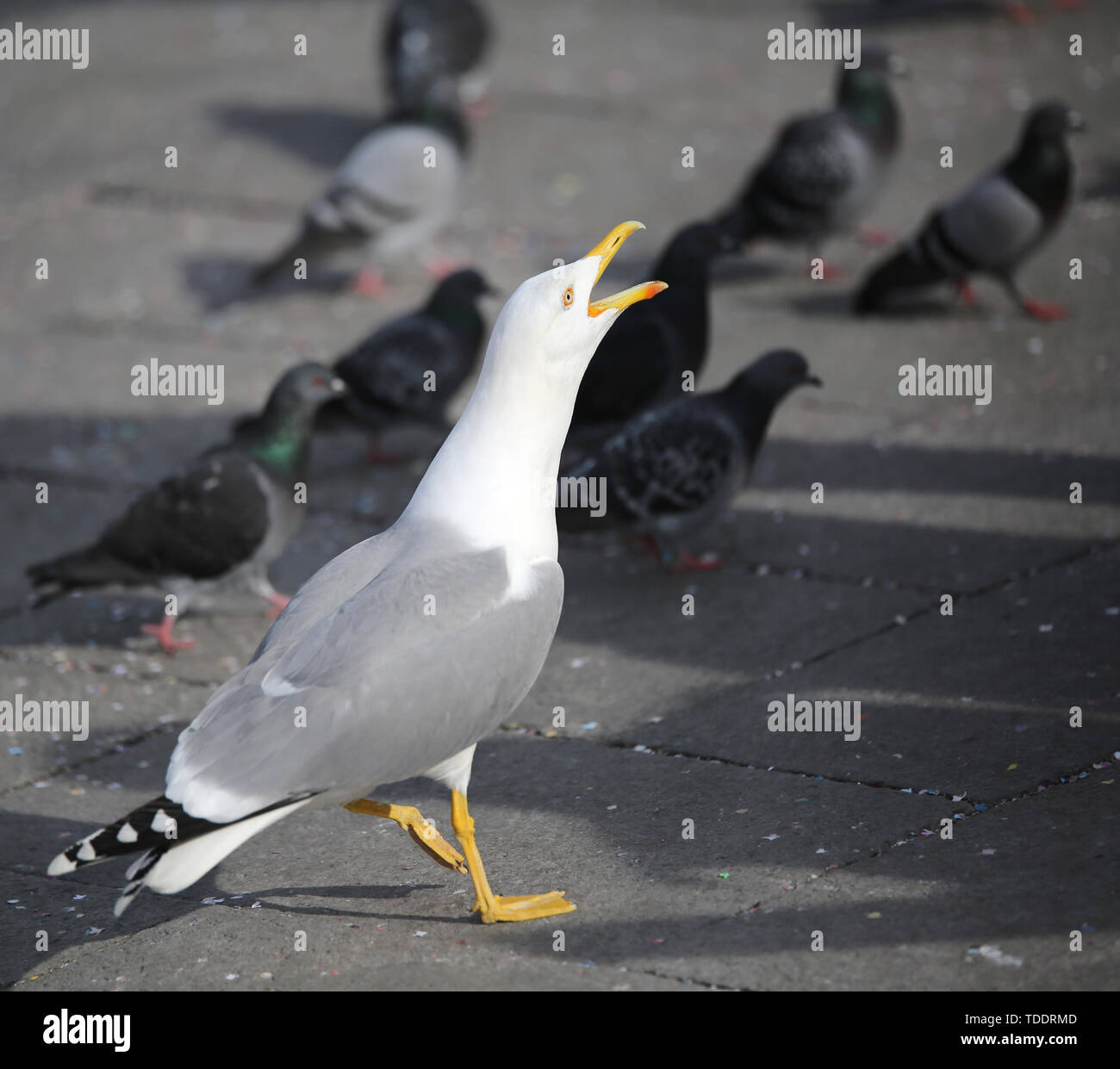 Venice sea gulls hi-res stock photography and images - Alamy