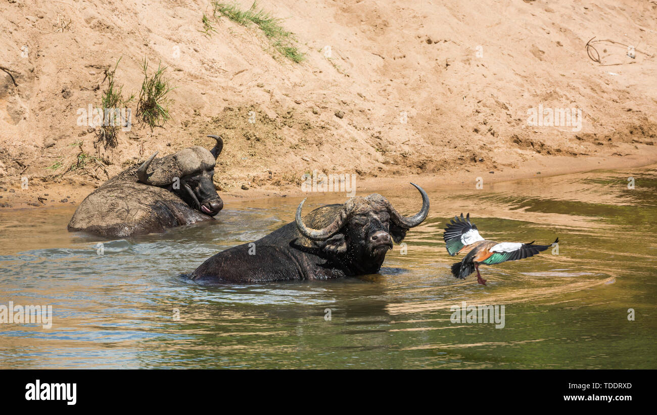 Flying buffalo hi-res stock photography and images - Alamy