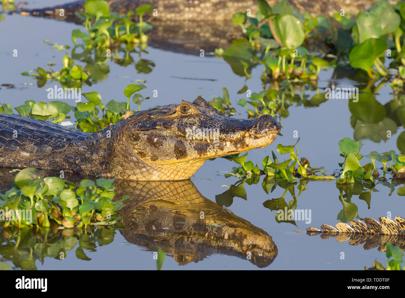 Caiman floating on the surface of the water in Pantanal, Brazil ...