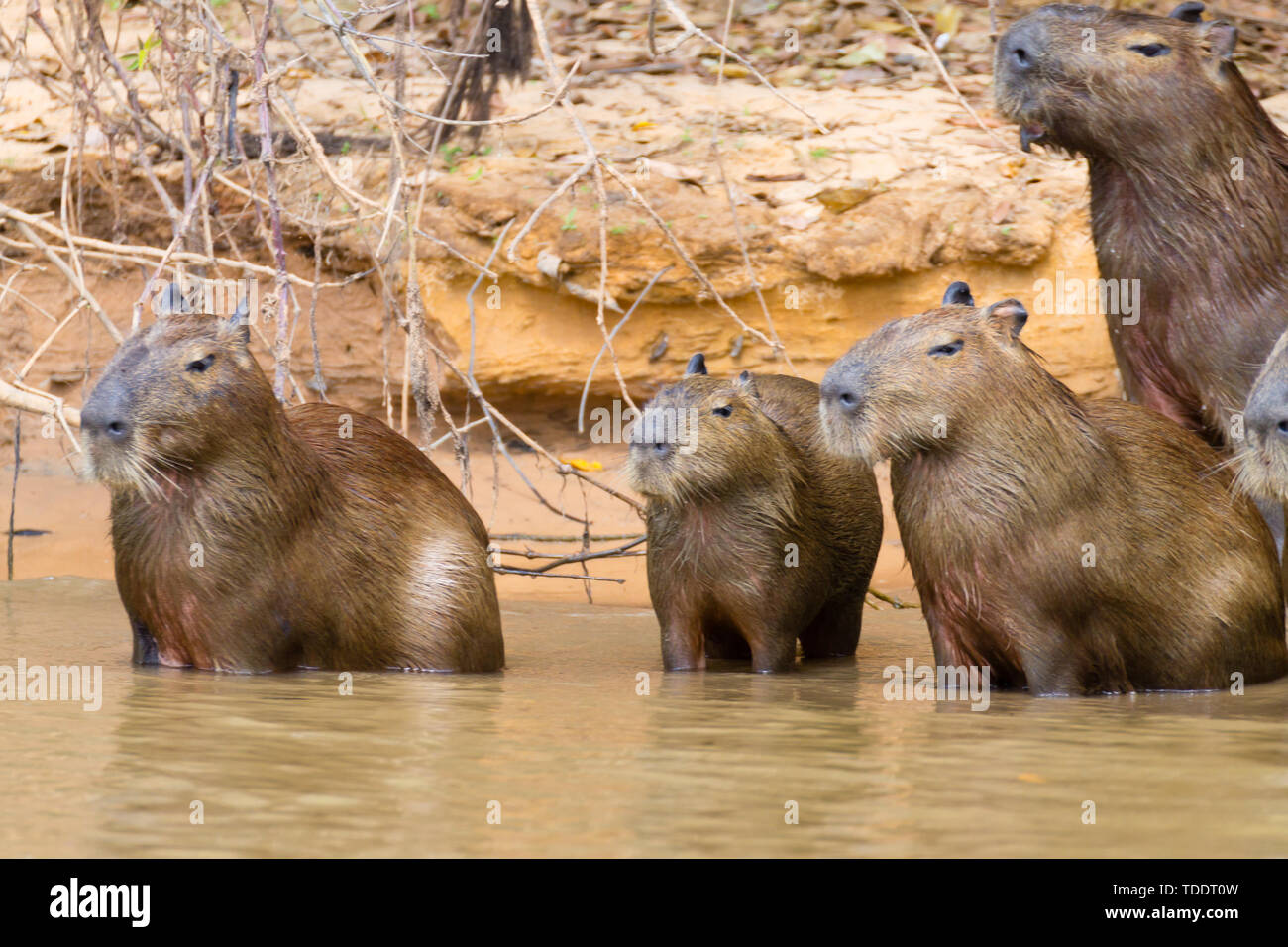 Herd of Capybara on riverbank from Pantanal, Brazil. Brazilian wildlife ...