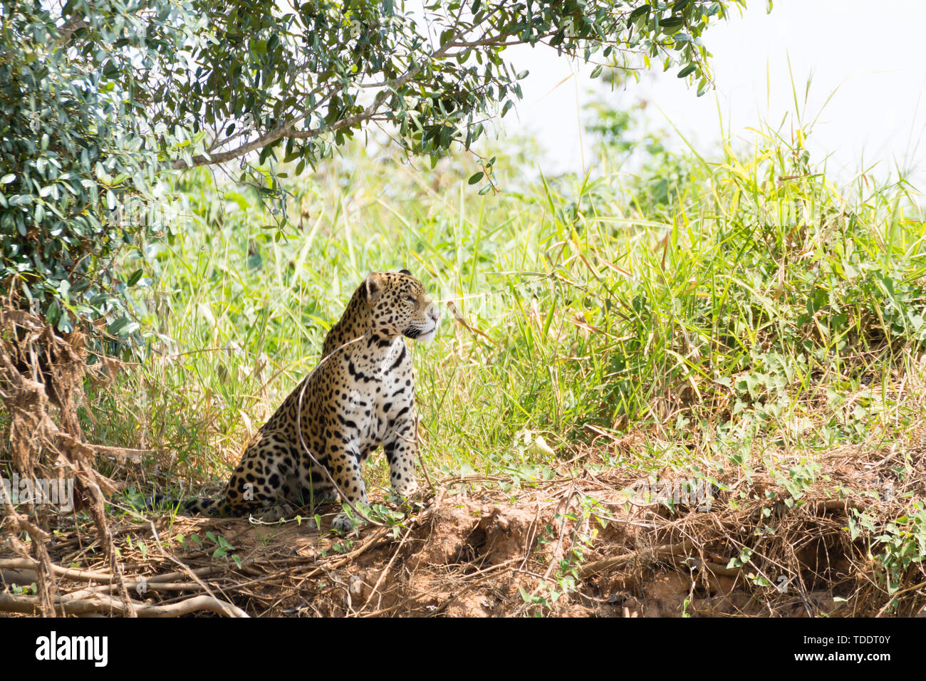 Brazilian rain forest jaguar hi-res stock photography and images - Alamy
