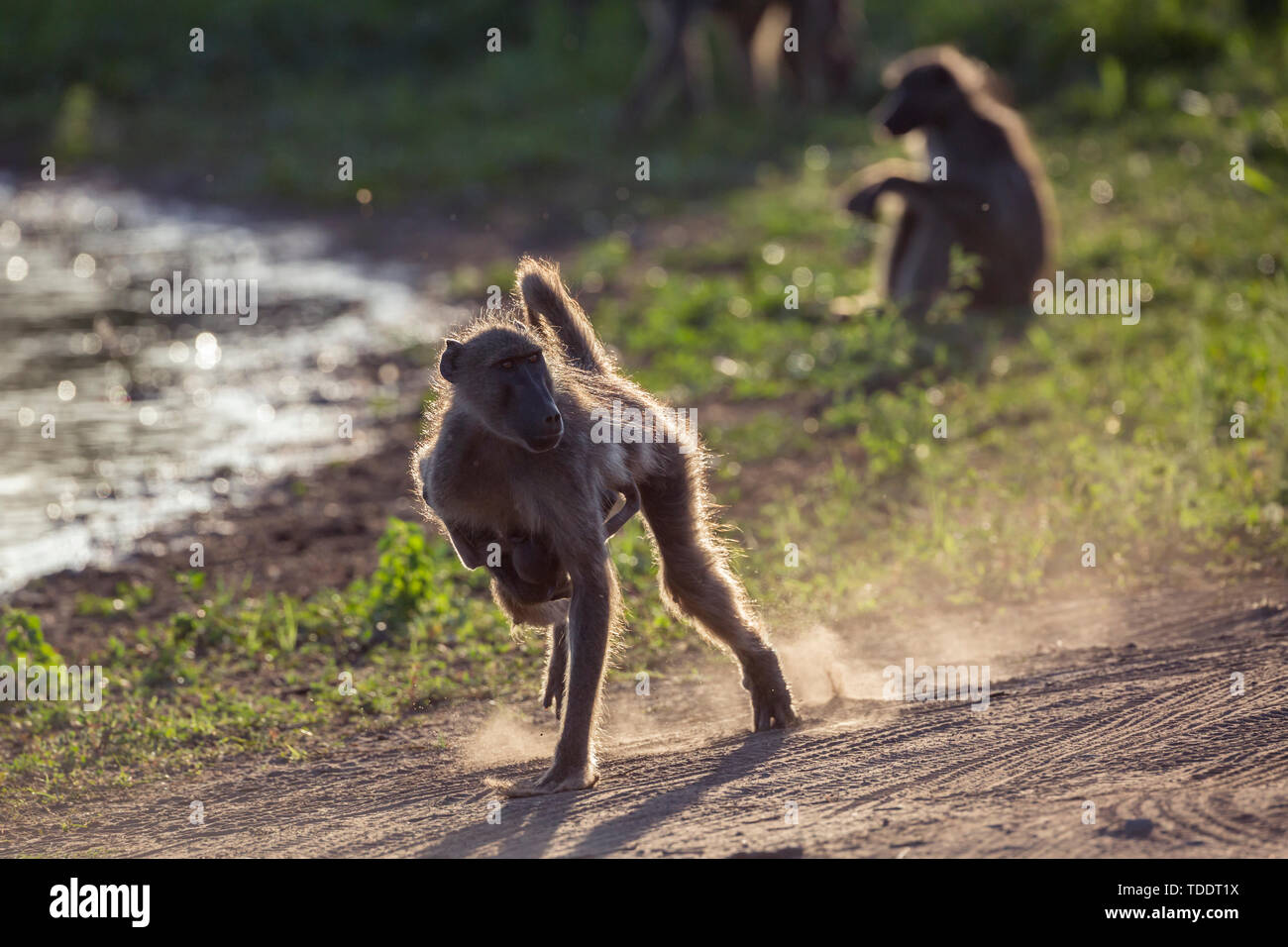 Chacma baboon female running with baby in Kruger National park, South ...