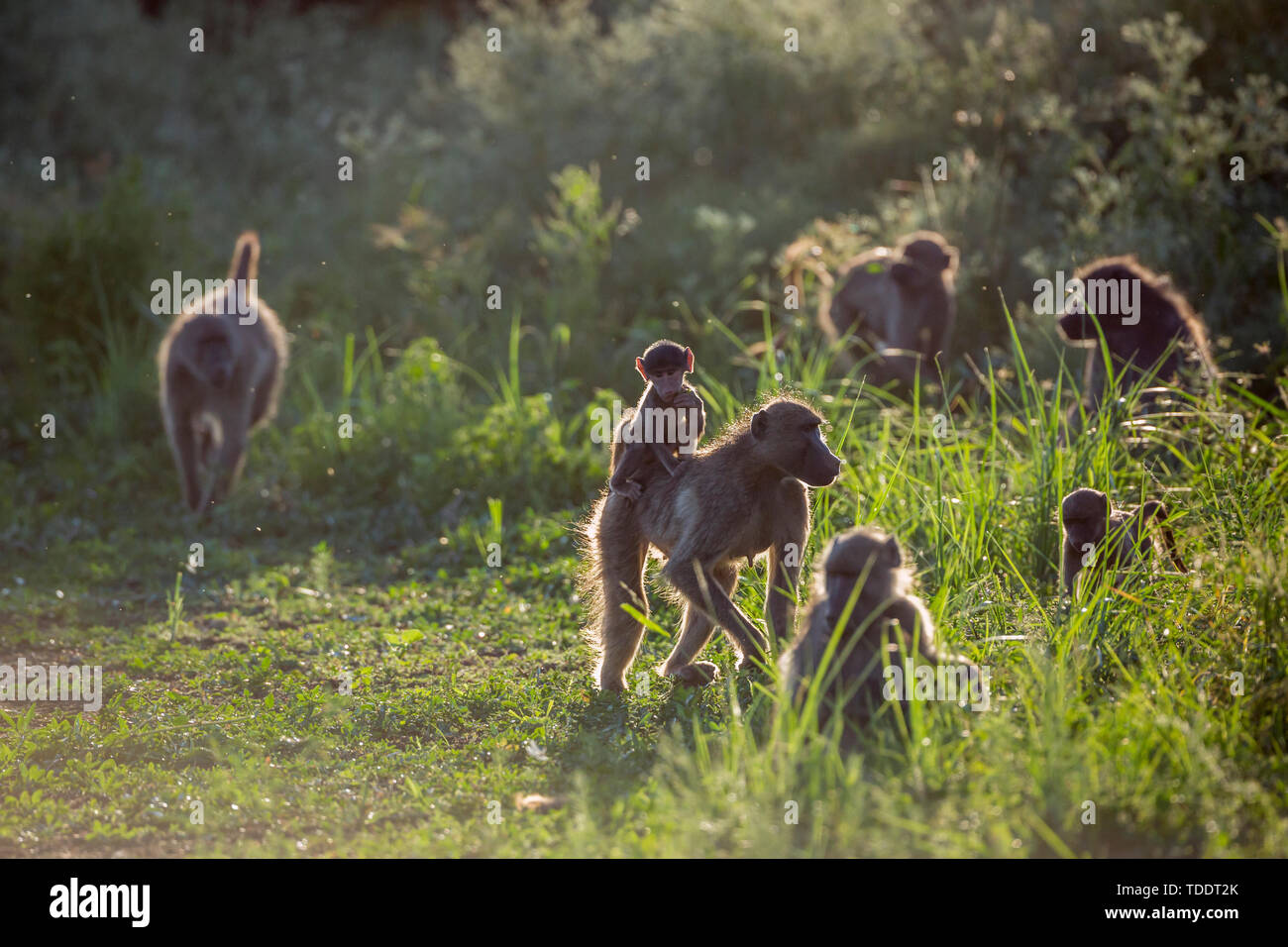 Small group of Chacma baboon in backlit in Kruger National park, South ...