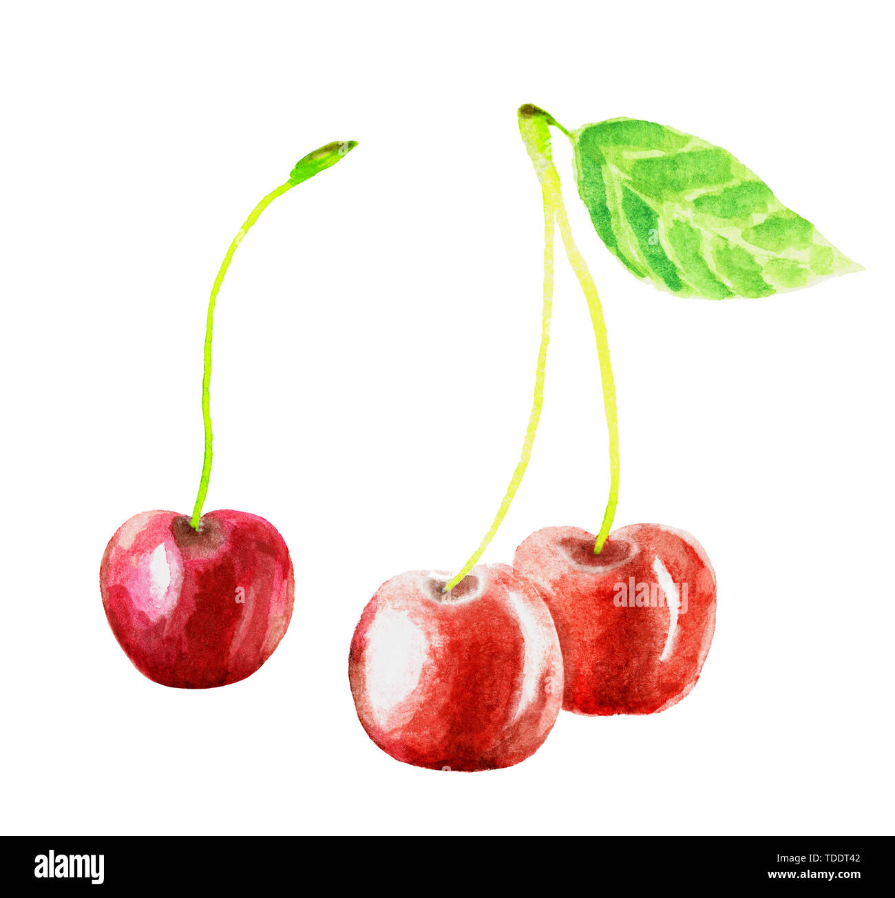 Cherry watercolor hand draw illustration. Cherry fruit branch, cherries ...