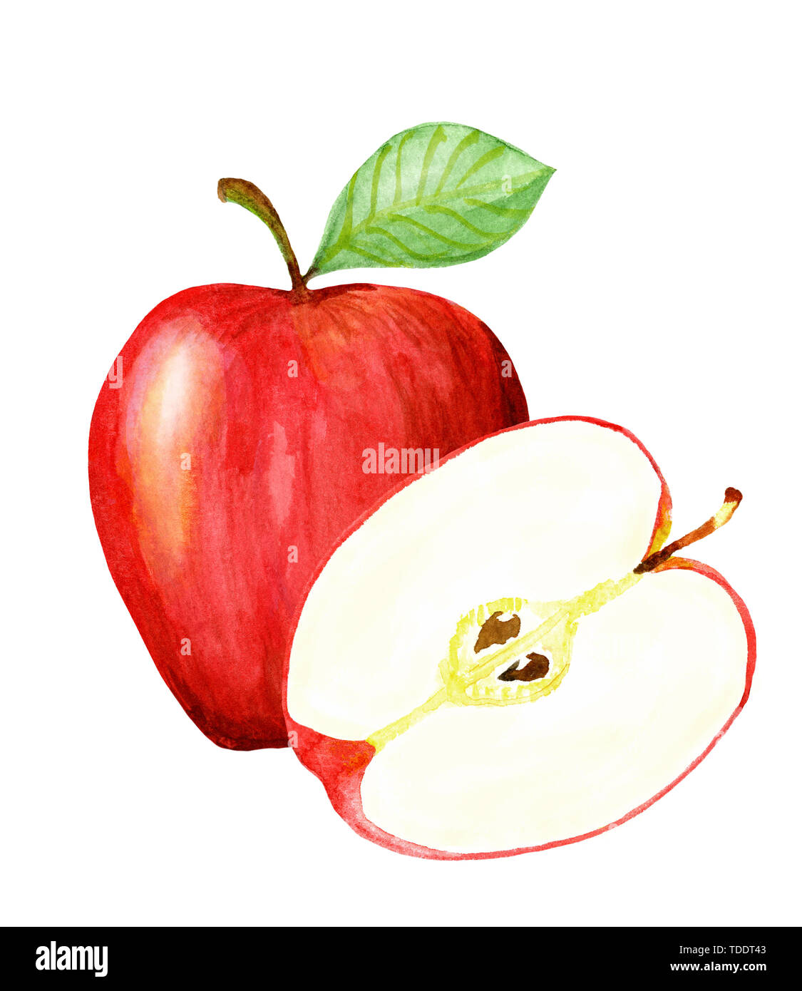 Watercolor hand drawn red apple. Isolated eco natural food fruit ...