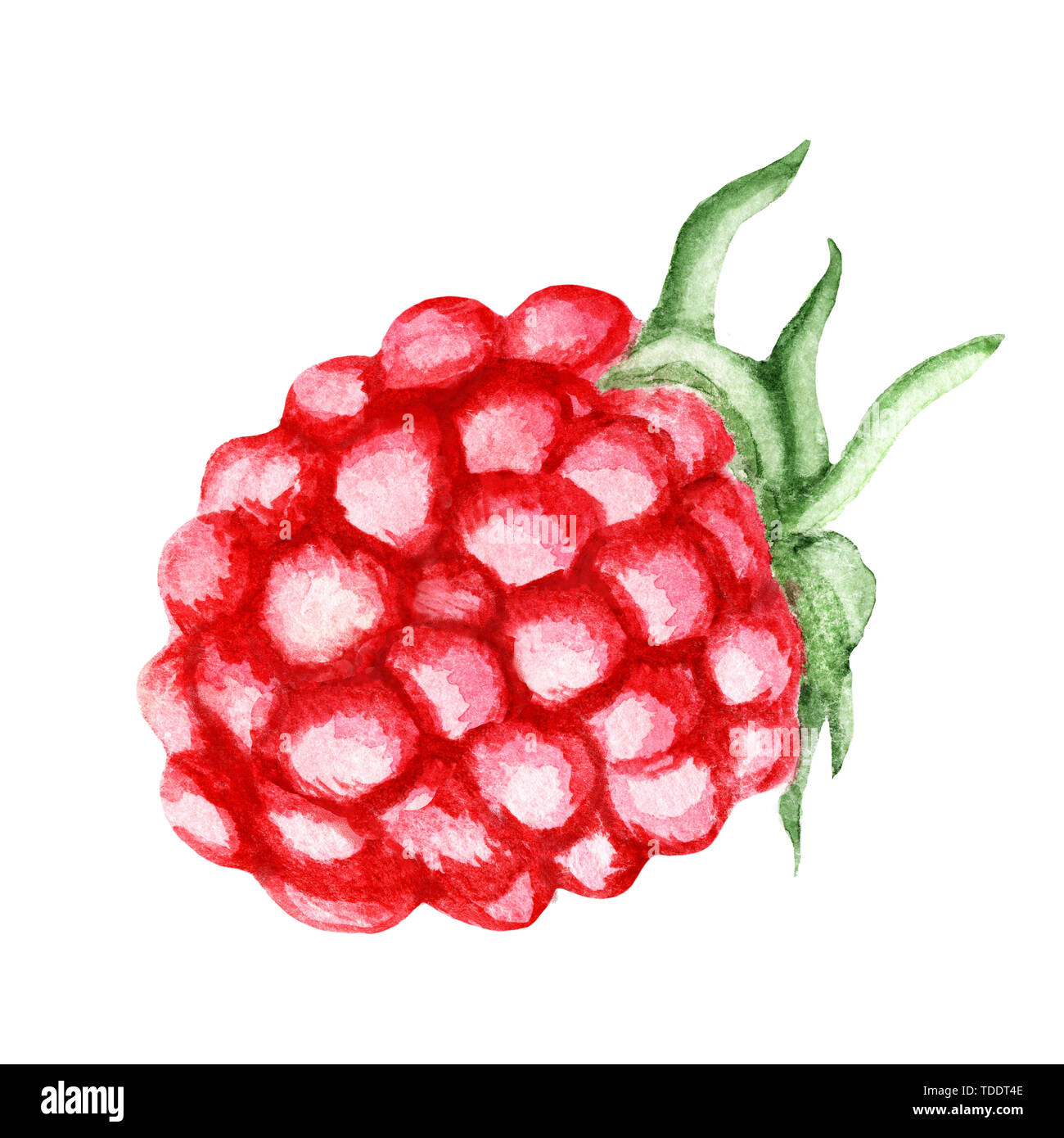 Fresh Raspberry. Watercolor illustration Stock Photo - Alamy