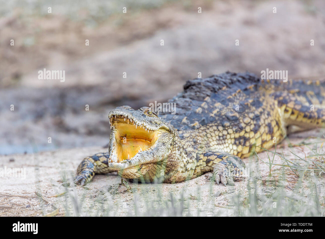 Nile crocodile mouth open on riverbank in Kruger National park, South ...