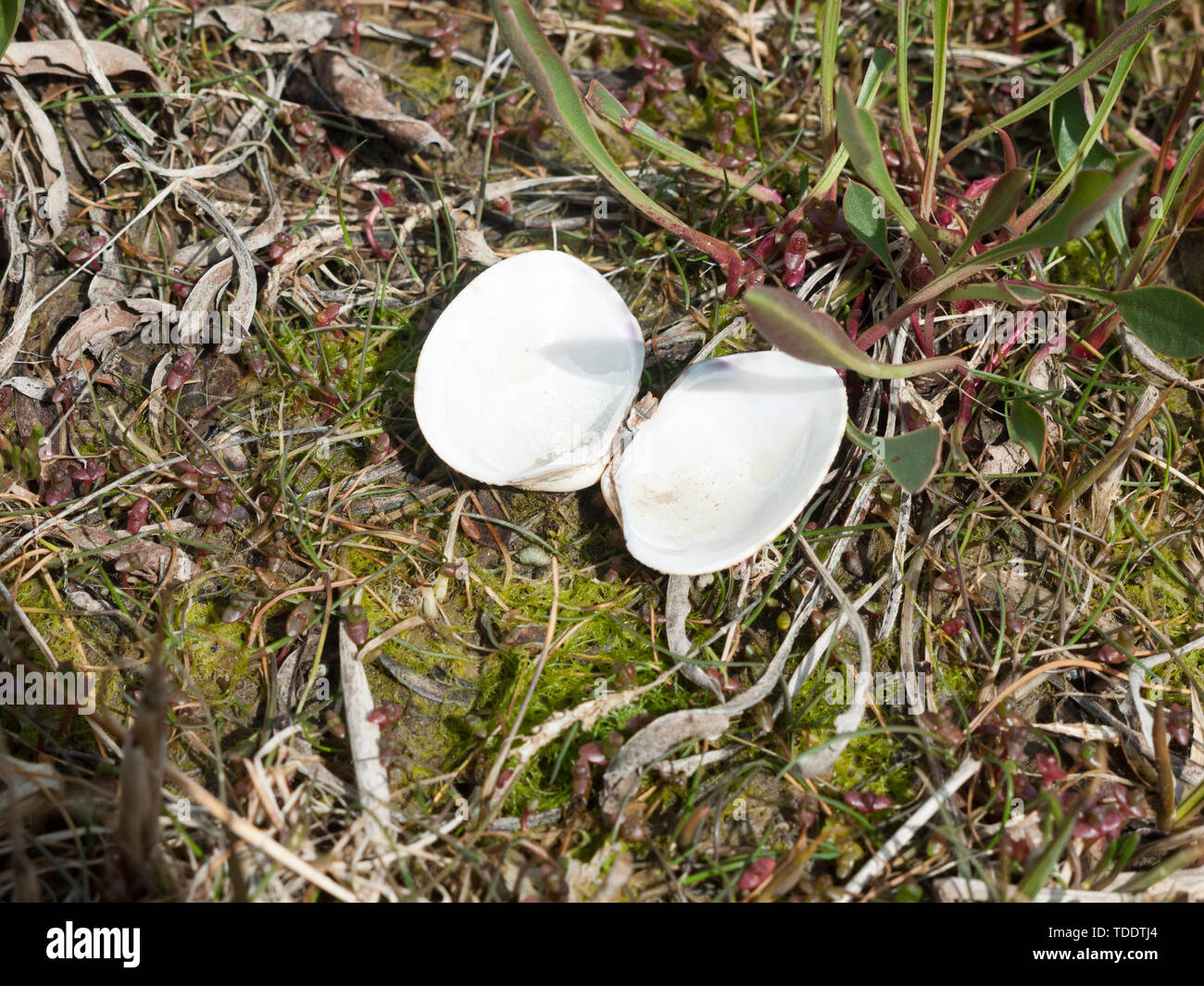 Beautiful coastline scene objects close up background; england Stock ...