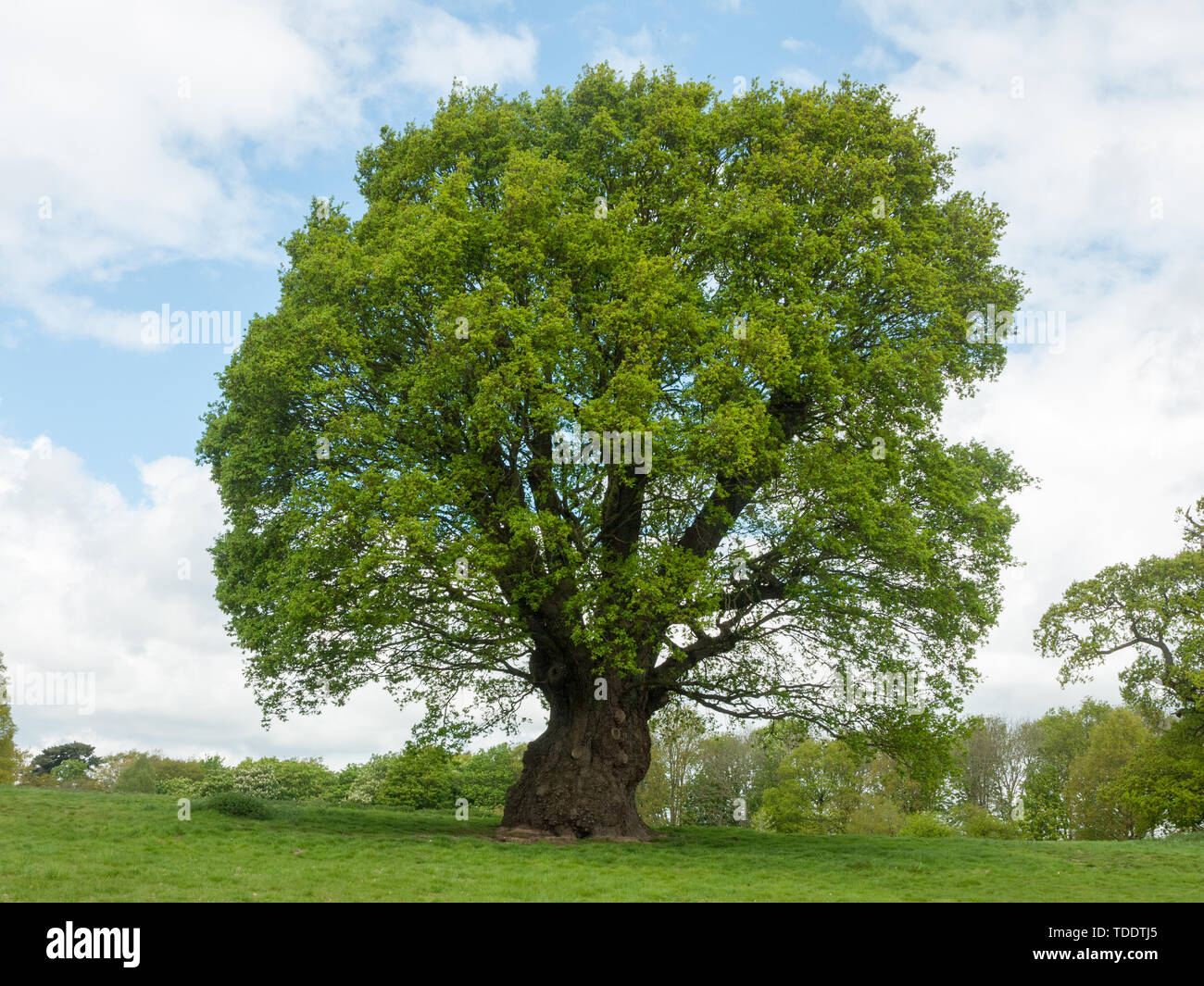 Beautiful green tree outside summer sun green lawn grass; england Stock ...