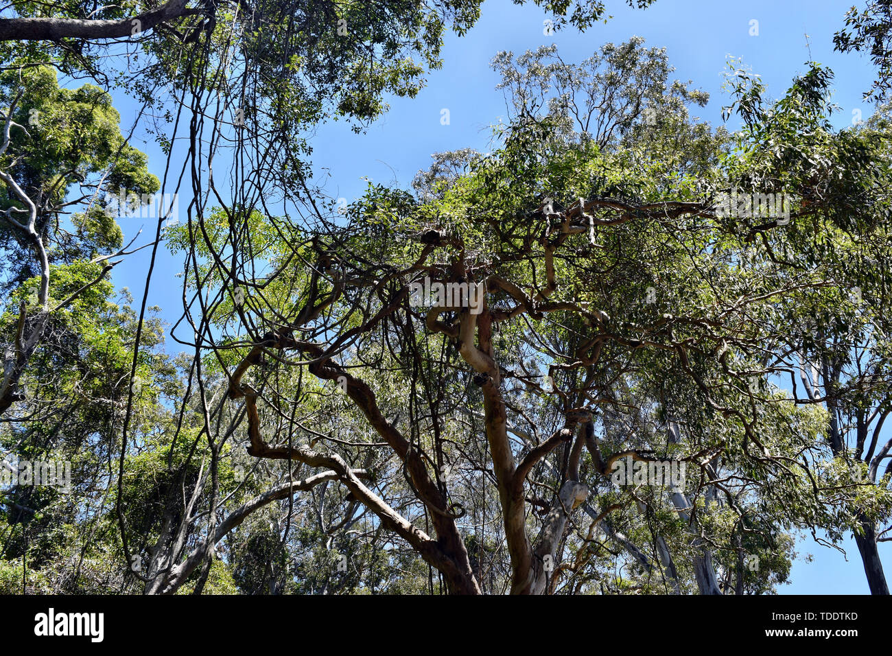 Forest and big tree at Noosa Heads National Park, Queensland Australia ...