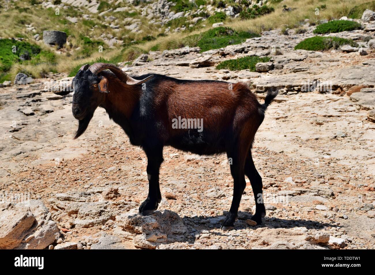 Wild tamed goat is looking and walking on the hill in Formentor ...