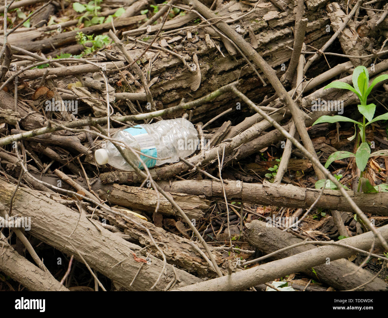 Plastic bottles, flood debris. Des Plaines River Flood Plain. Thatcher ...