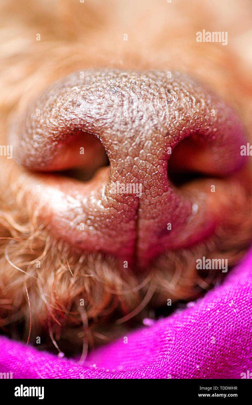 Beautiful macro dog nose background Lagotto Romagnolo breed 50,6 ...