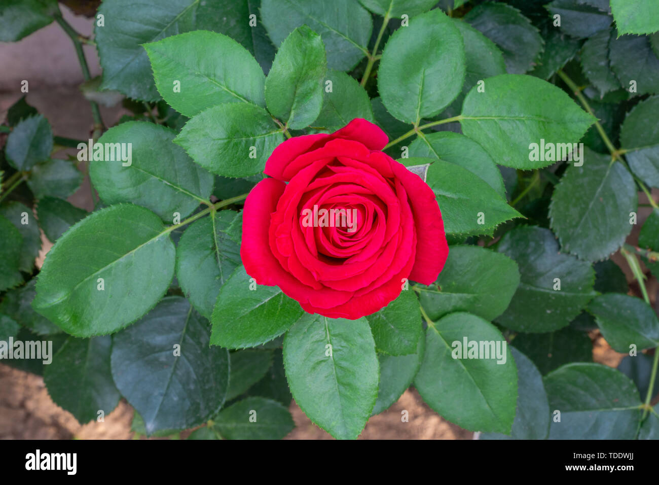 Red rosebush hi-res stock photography and images - Alamy