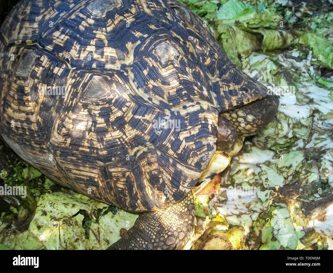 Turtle shell top view hi-res stock photography and images - Alamy
