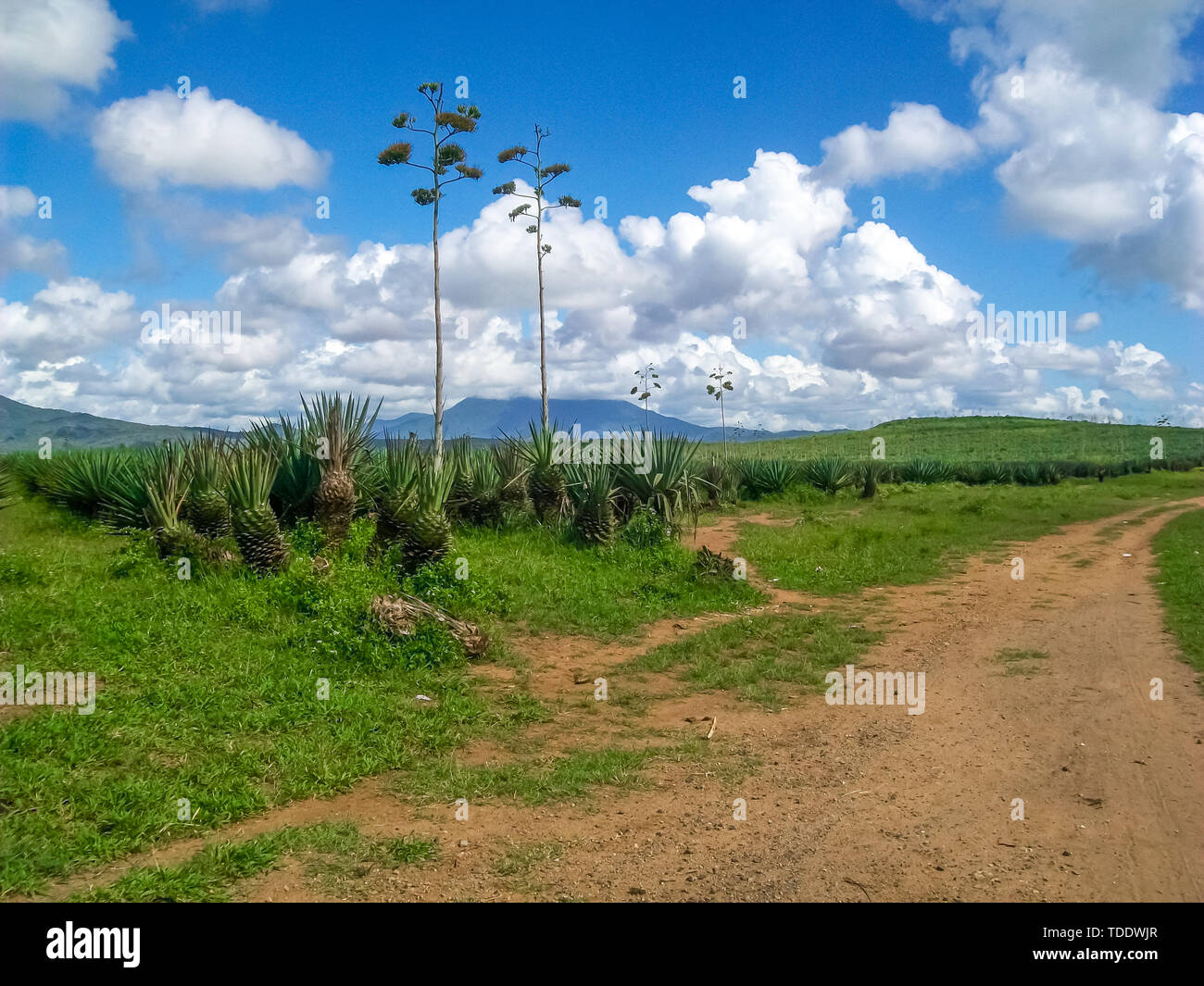 Agave plant in Tanzania, Africa, Landscape Stock Photo - Alamy