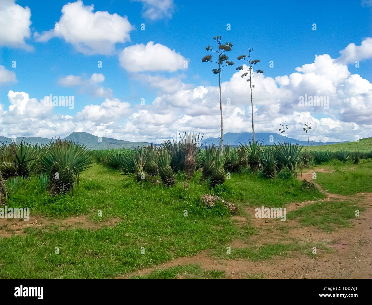 Agave fiber hi-res stock photography and images - Alamy