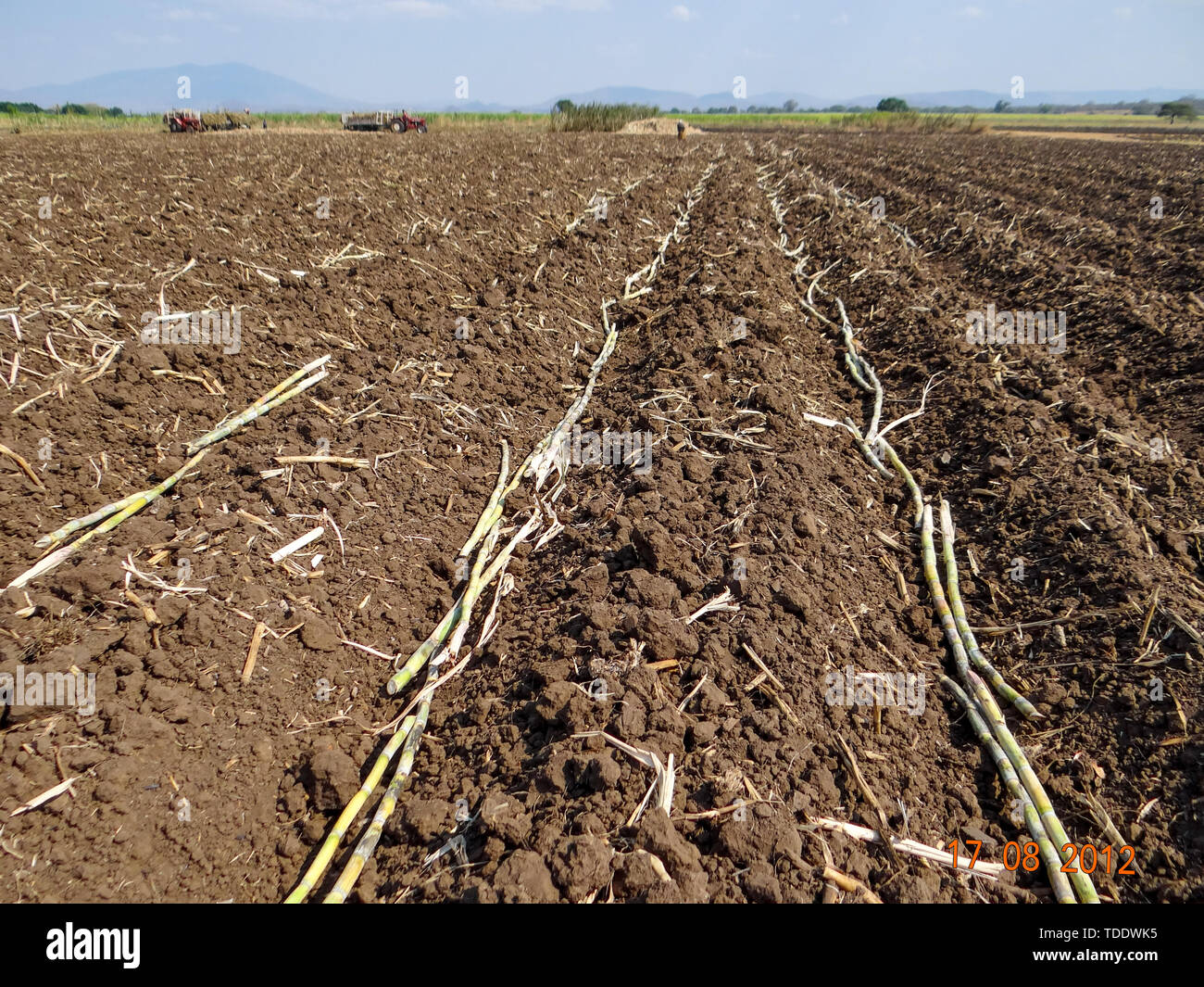 Corn (Maiza) planting in farm, First process to Corn plant in farmland ...