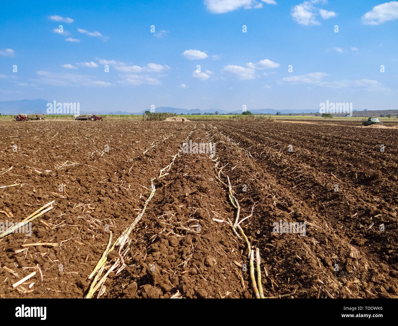 Corn (Maiza) planting in farm, First process to Corn plant in farmland ...
