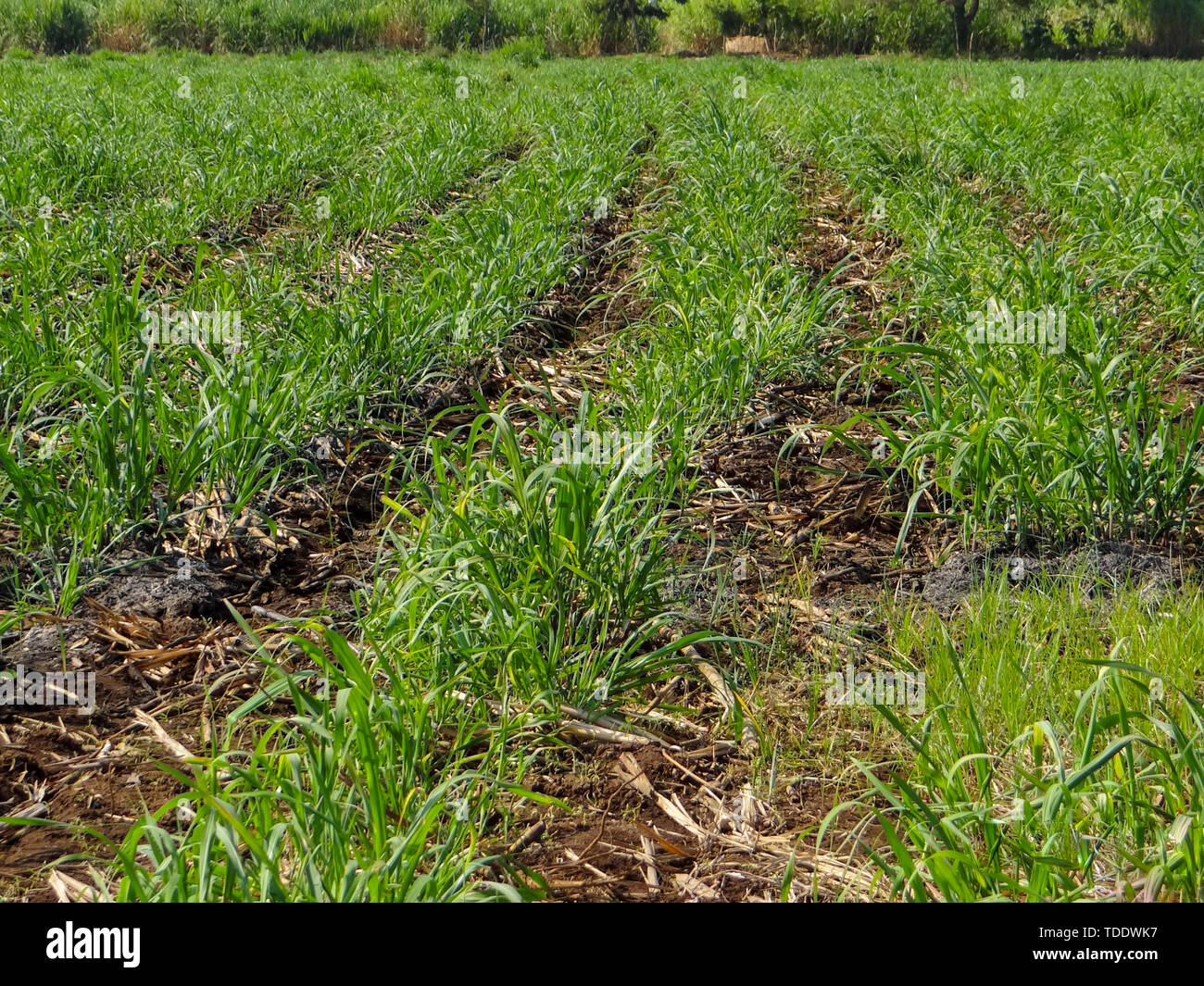 Fresh Corn (Maiza) plant growing in farm, Arusha, Tanzania Stock Photo ...