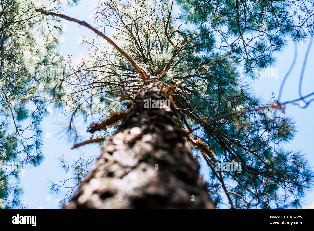 High pine viewed from ground - alternative pint of view of tree in ...