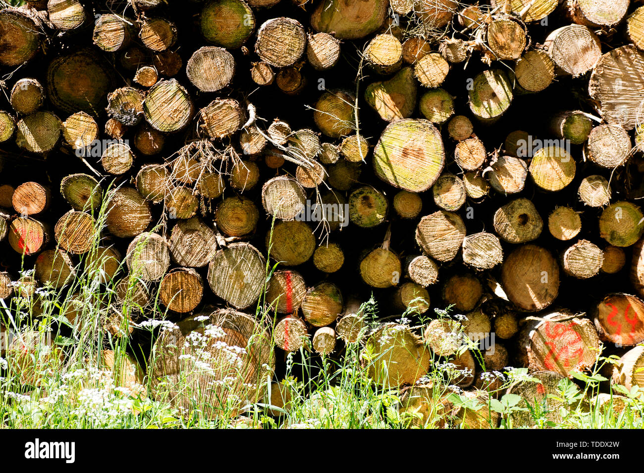 Cutted trees on wild forest high quality prints products 50,6 ...