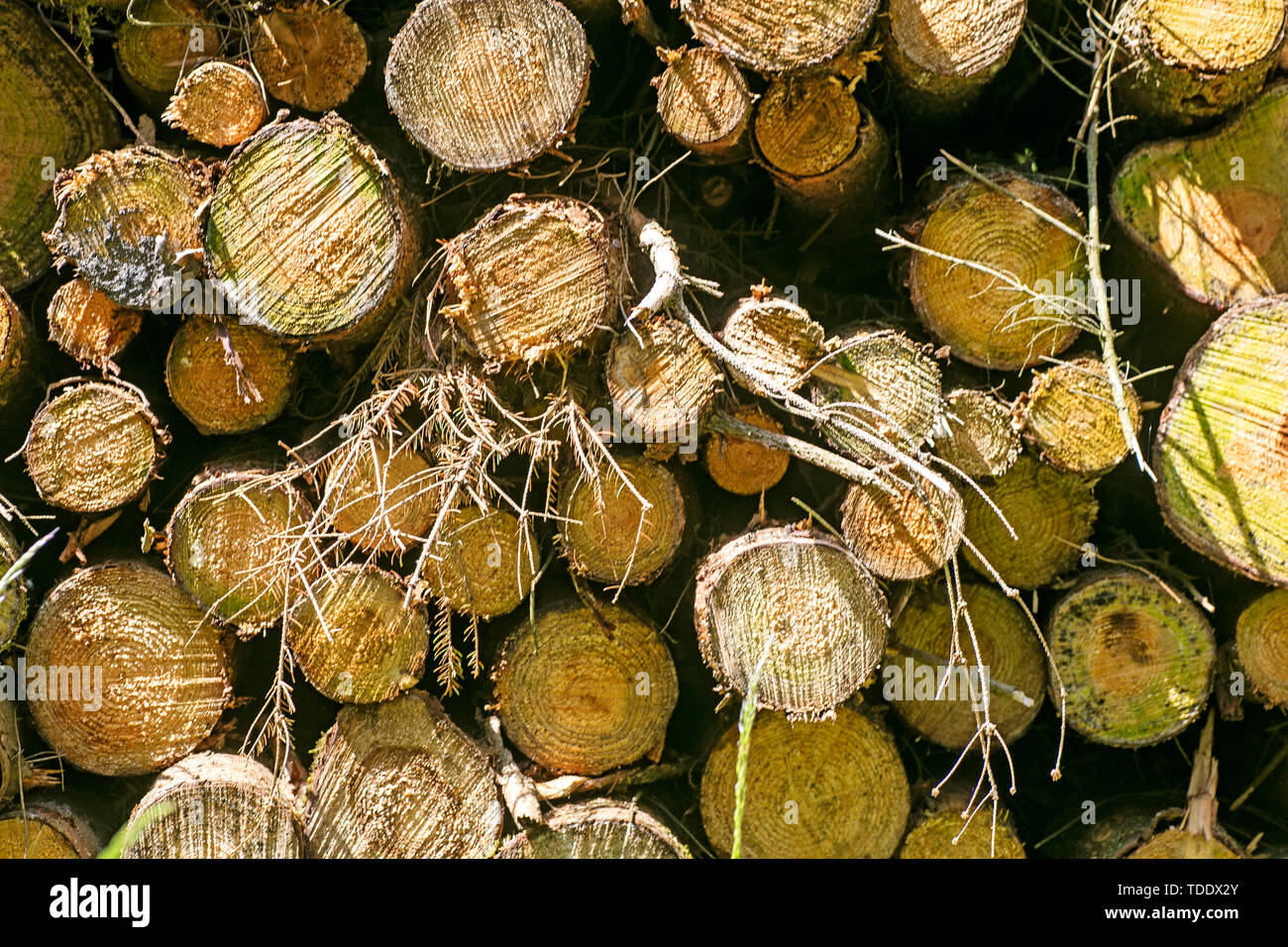 Cutted trees on wild forest high quality prints products 50,6 ...