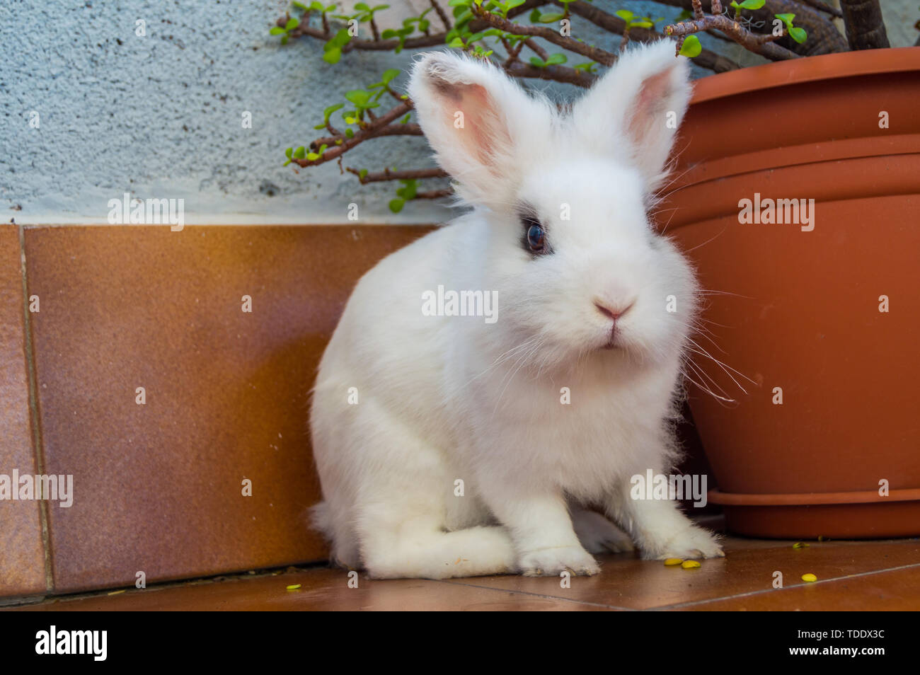 Oryctolagus cuniculus small white rabbit Stock Photo - Alamy