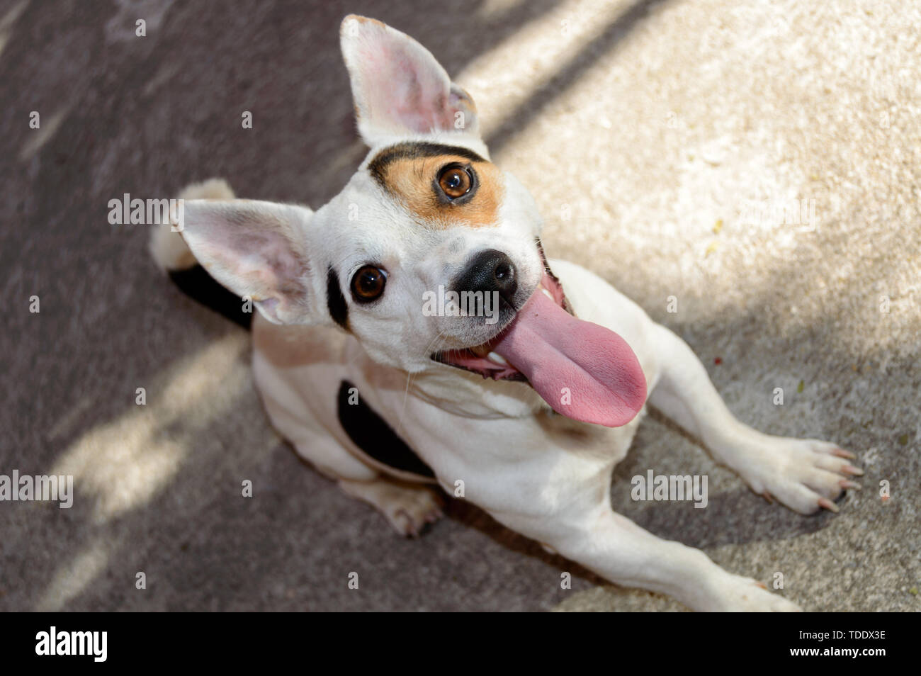 Jack Russell playing running with ball Stock Photo - Alamy