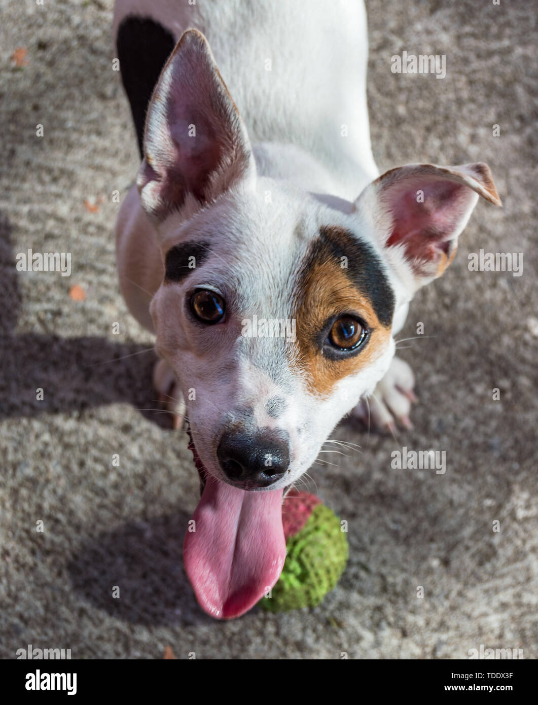 Jack Russell playing running with ball Stock Photo - Alamy