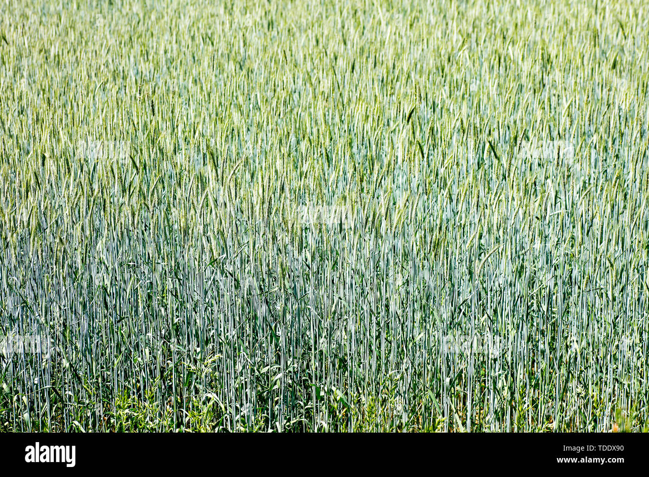 Wheat field macro abstract background high quality Stock Photo - Alamy