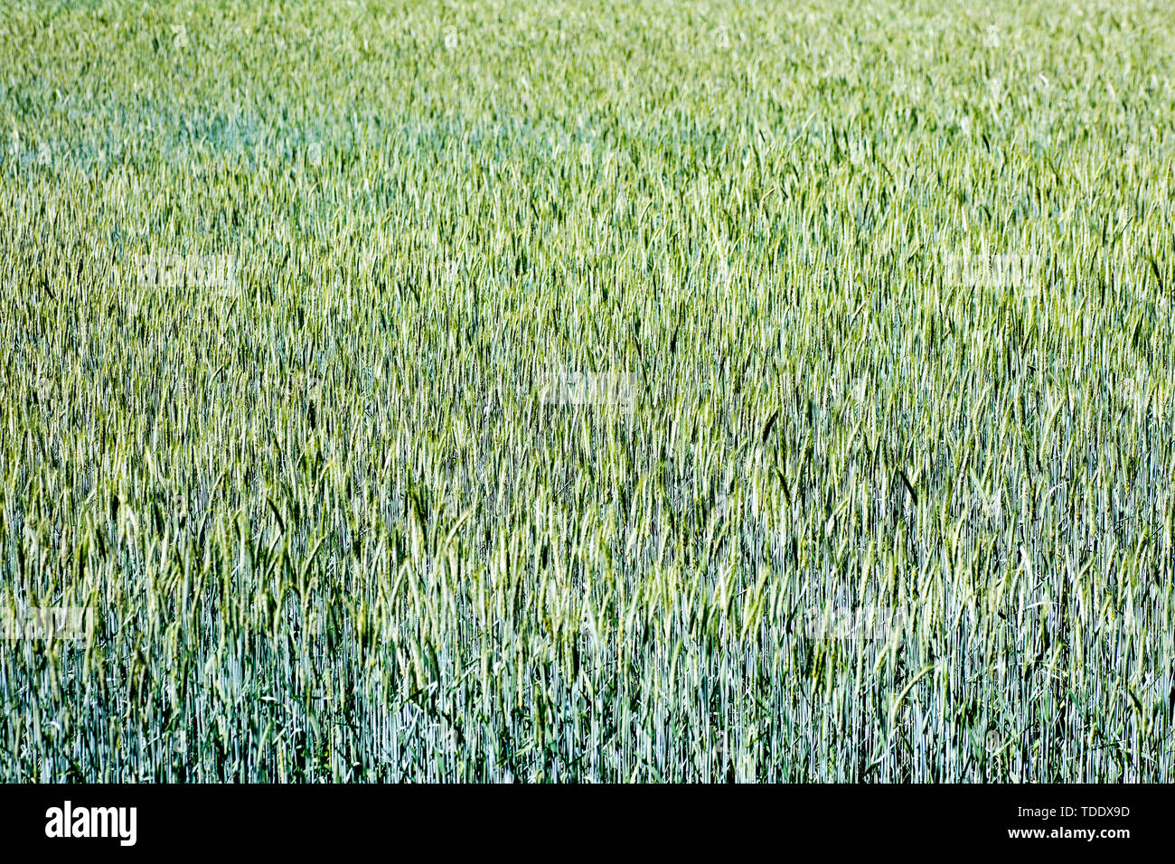 Wheat field macro abstract background high quality Stock Photo - Alamy