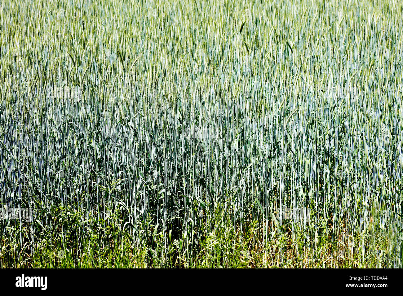 Wheat field macro abstract background high quality Stock Photo - Alamy