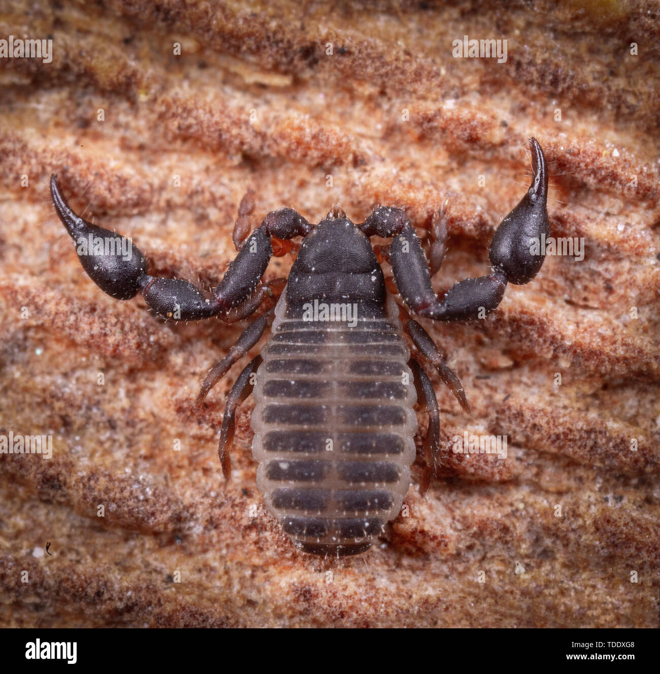 Pseudo Scorpion High Resolution Stock Photography and Images - Alamy