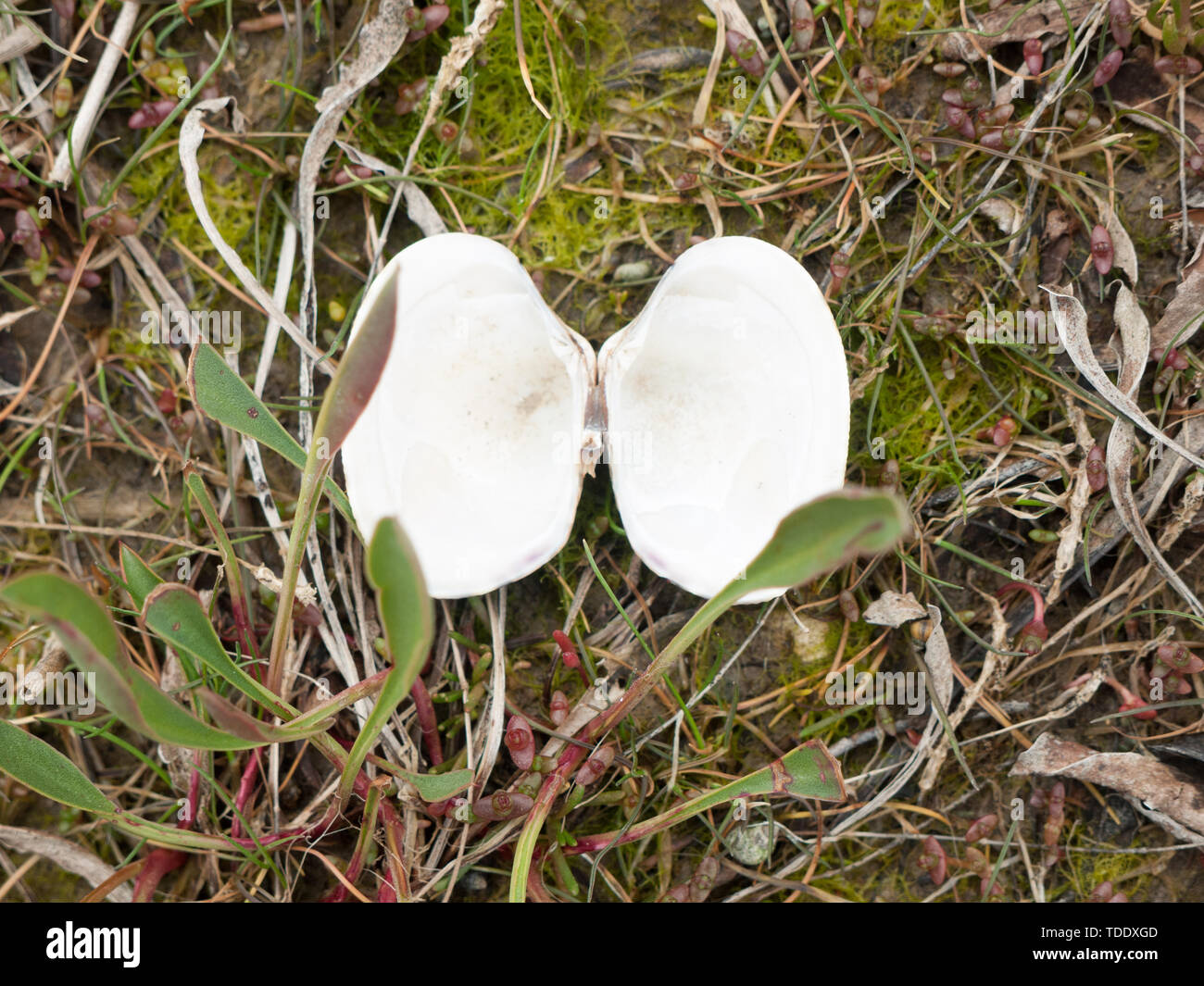 Beautiful coastline scene objects close up background; england Stock ...