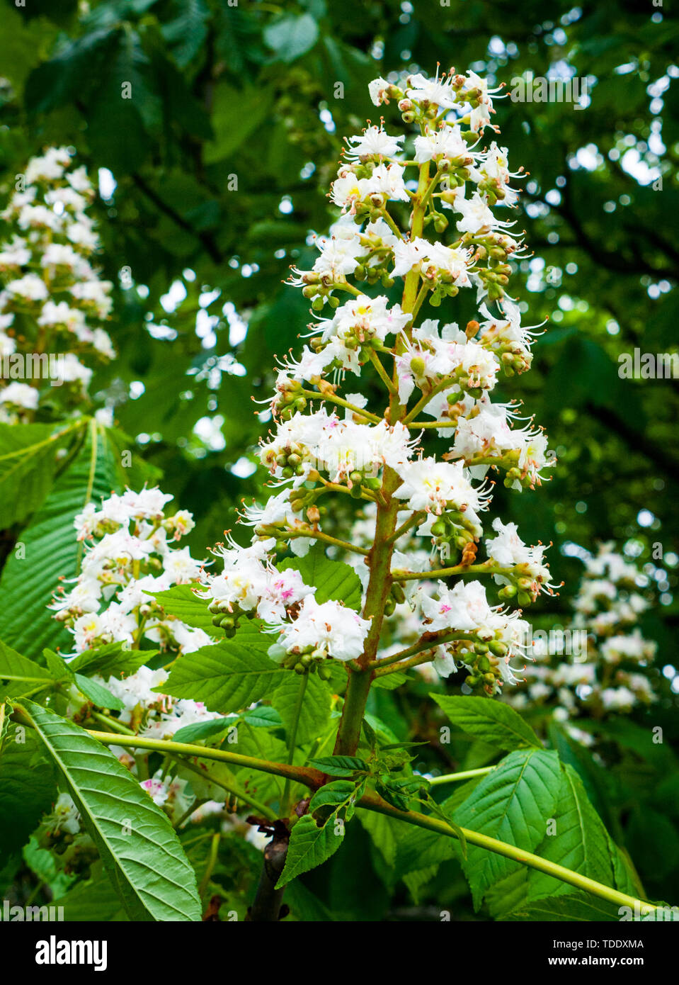 beautiful scene outside in nature with trees and sky; england Stock ...