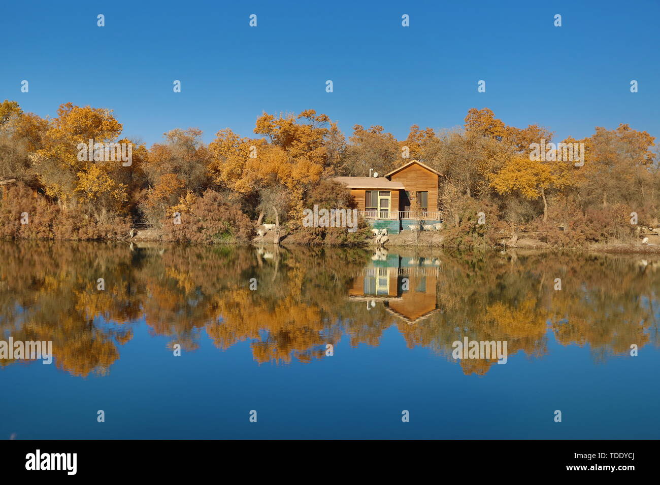 Red Sea Scenic Area, Golden Poplar, Hu Yang, Golden Yellow, Bachu ...