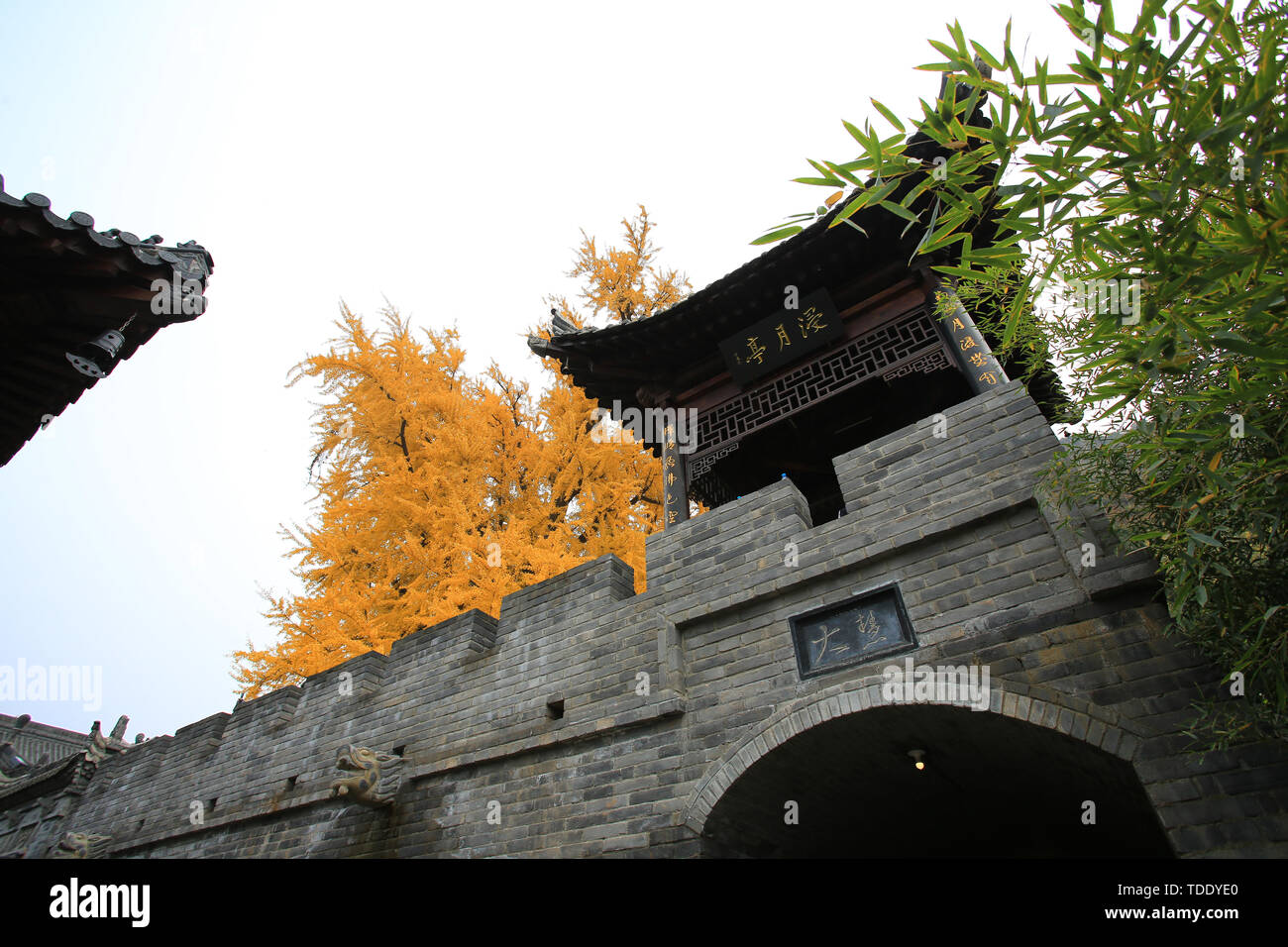Ginkgo biloba ancient construction for thousands of years ancient ...