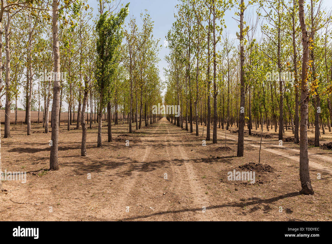 Rutting marks in the woods Stock Photo - Alamy