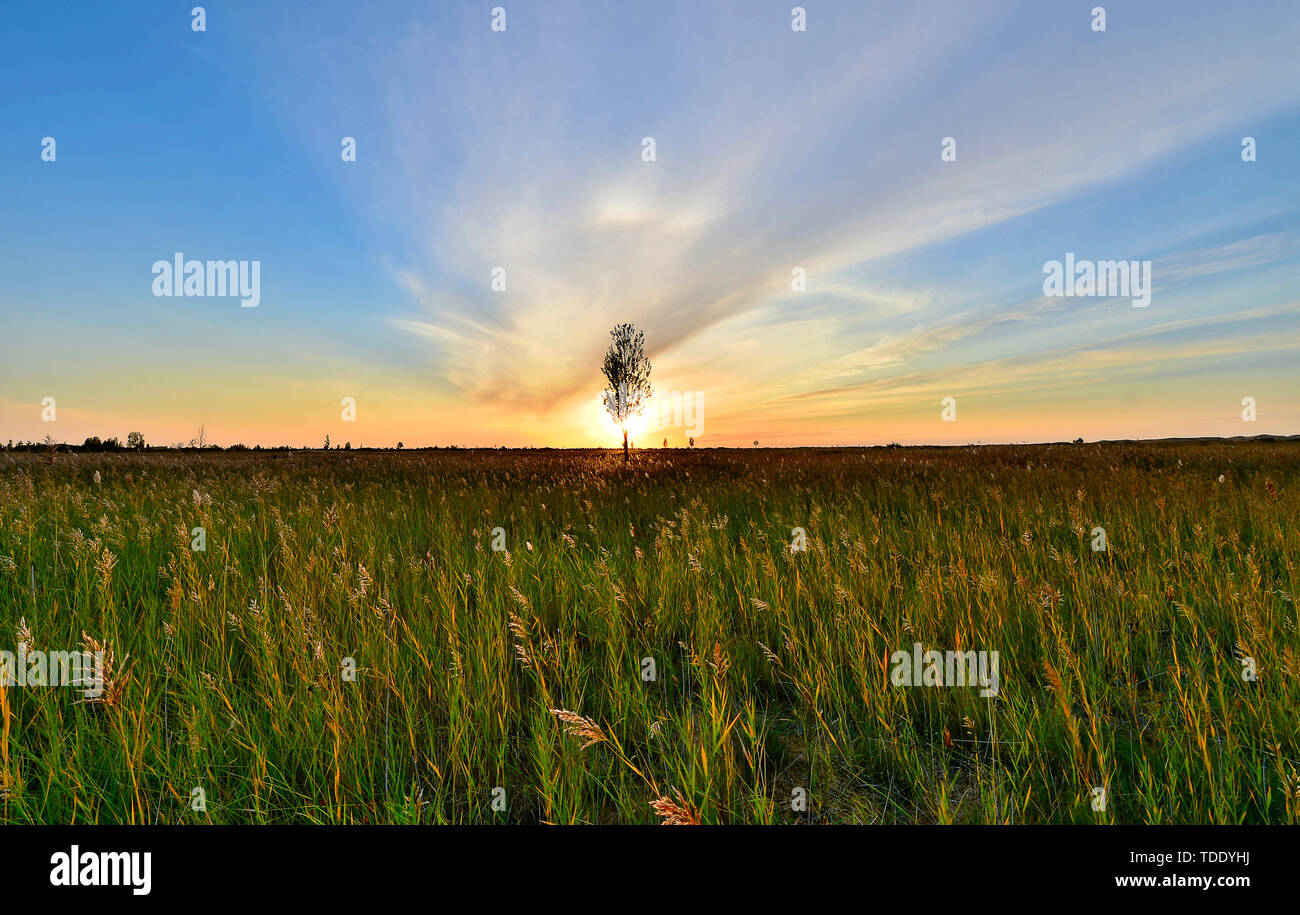 Reed single tree sunset by Lake Seven Star Lake in Kubqi Desert Stock ...