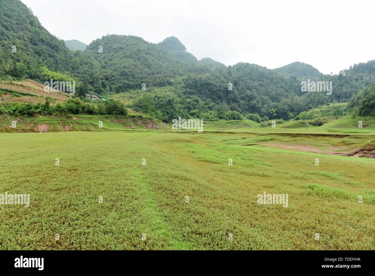 Green beautiful prairie Stock Photo - Alamy